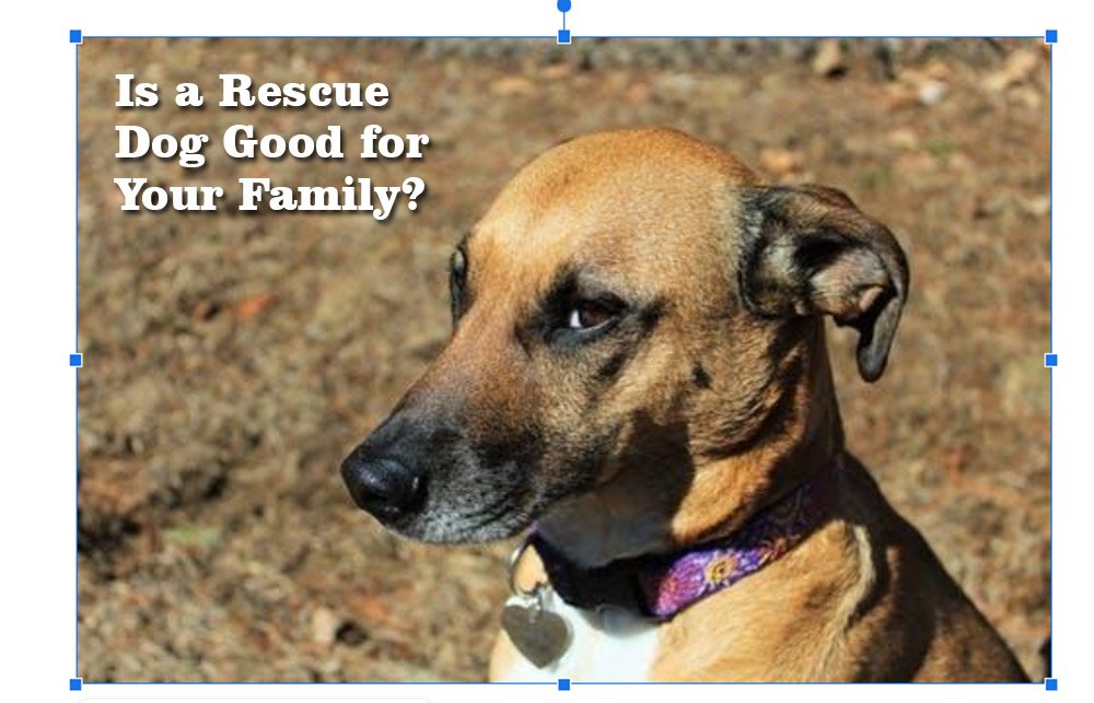 Why Should You Rescue A Dog