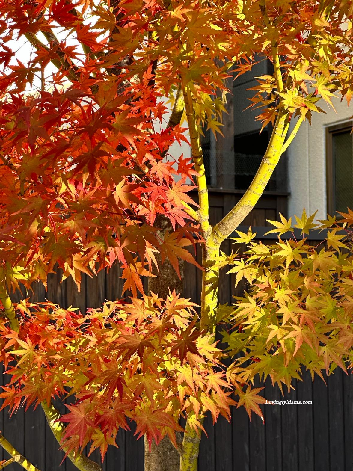 Enchanting Autumn in Nagoya | Things to Do